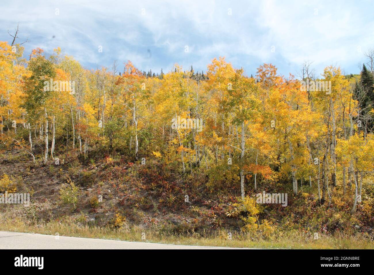 Grand Mesa National Forest Colorado. Fall forest colors on the largest ...