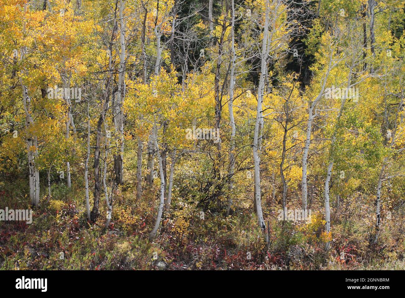 Grand Mesa National Forest Colorado. Fall forest colors on the largest ...
