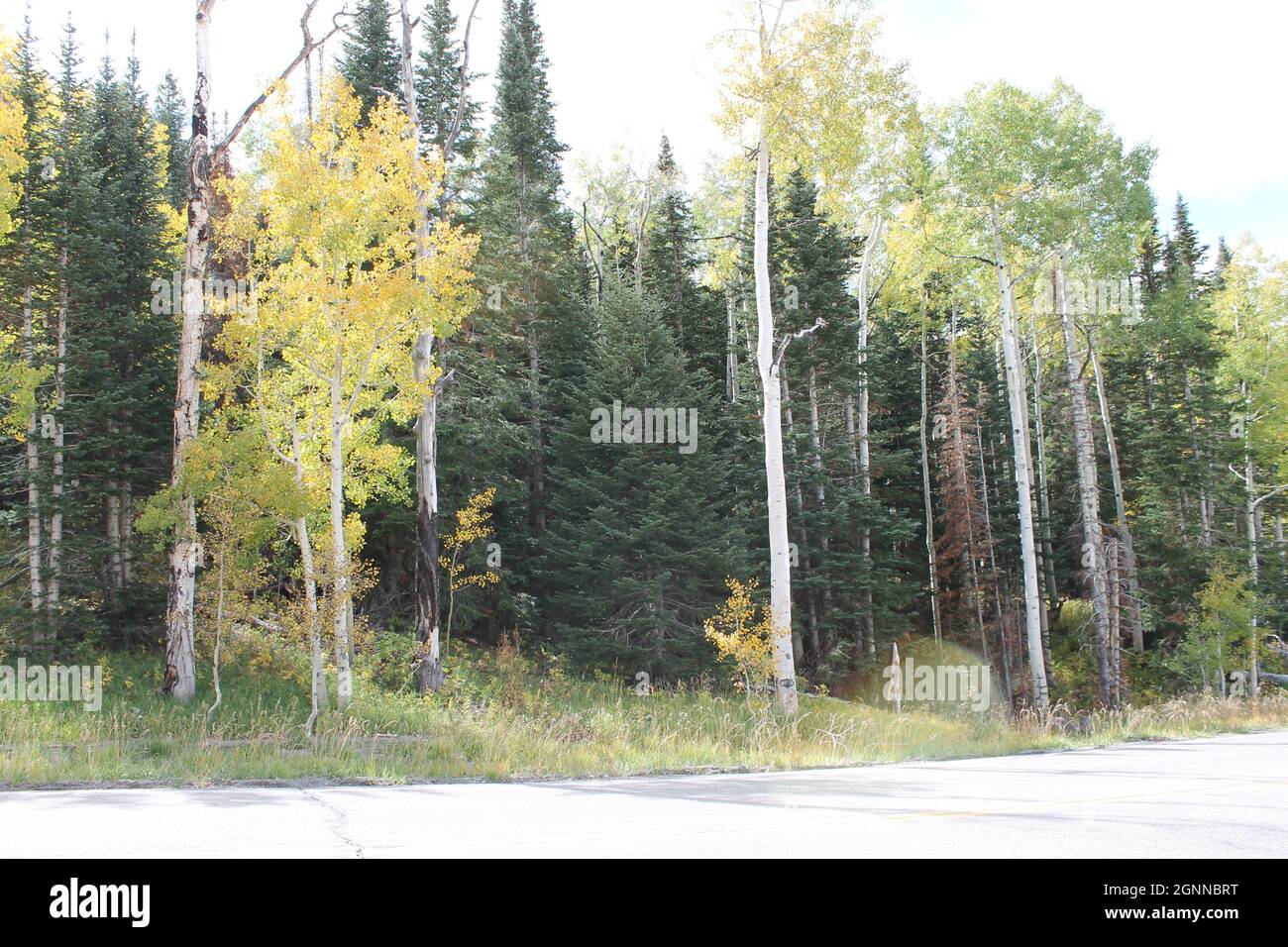 Grand Mesa National Forest Colorado. Fall forest colors on the largest ...