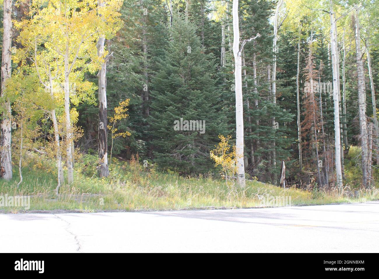 Grand Mesa National Forest Colorado. Fall forest colors on the largest ...