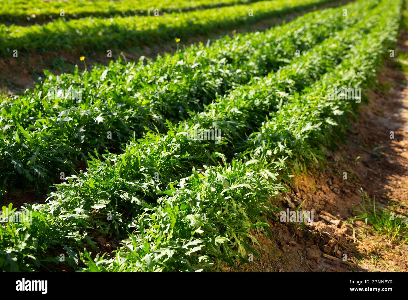 Rows of harvest of arugula in garden outdoor, no people Stock Photo - Alamy