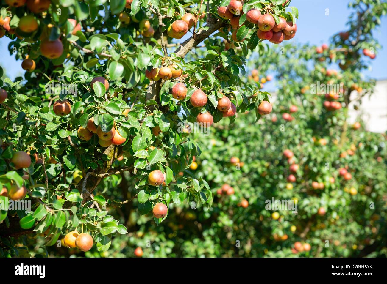 Red pears grow ripening hi-res stock photography and images - Alamy