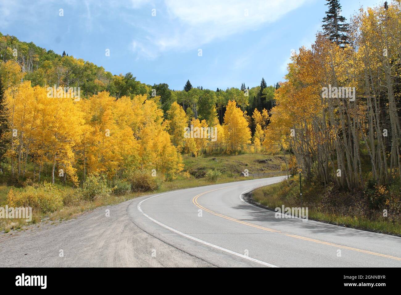 Grand Mesa National Forest Colorado. Fall forest colors on the largest ...