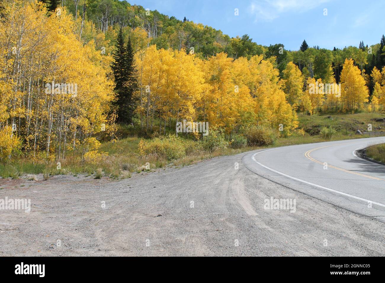 Grand Mesa National Forest Colorado. Fall forest colors on the largest ...