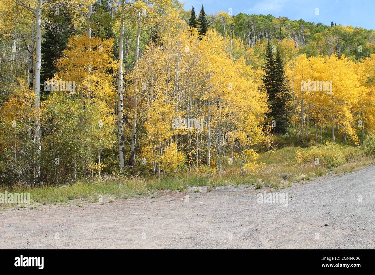 Grand Mesa National Forest Colorado. Fall forest colors on the largest ...