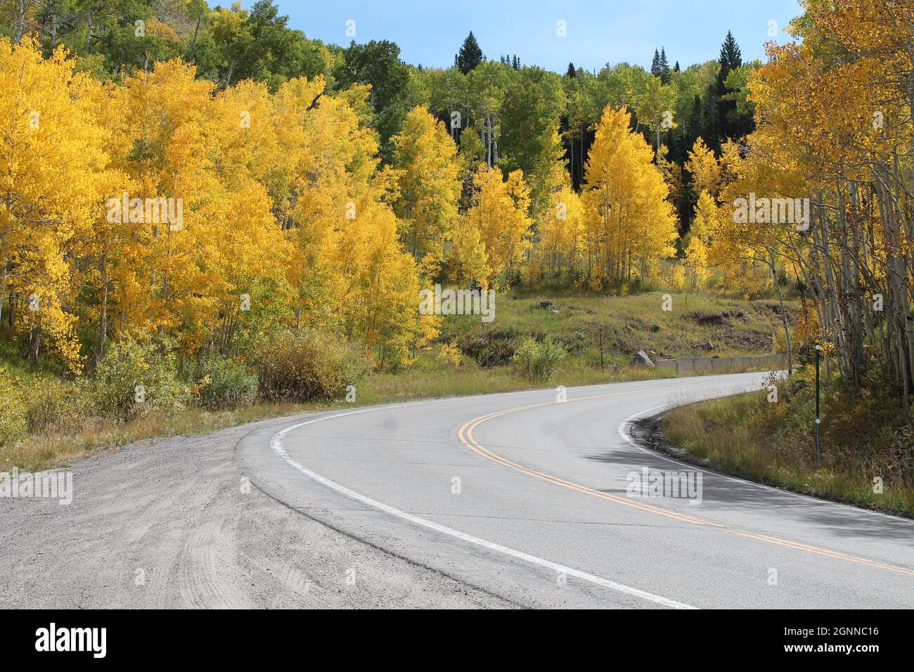 Grand Mesa National Forest Colorado. Fall forest colors on the largest ...