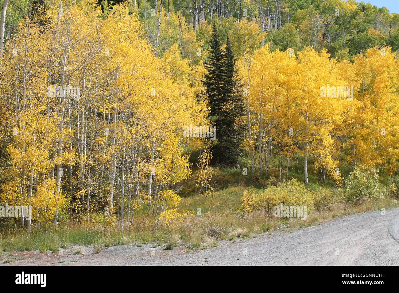 Grand Mesa National Forest Colorado. Fall forest colors on the largest ...