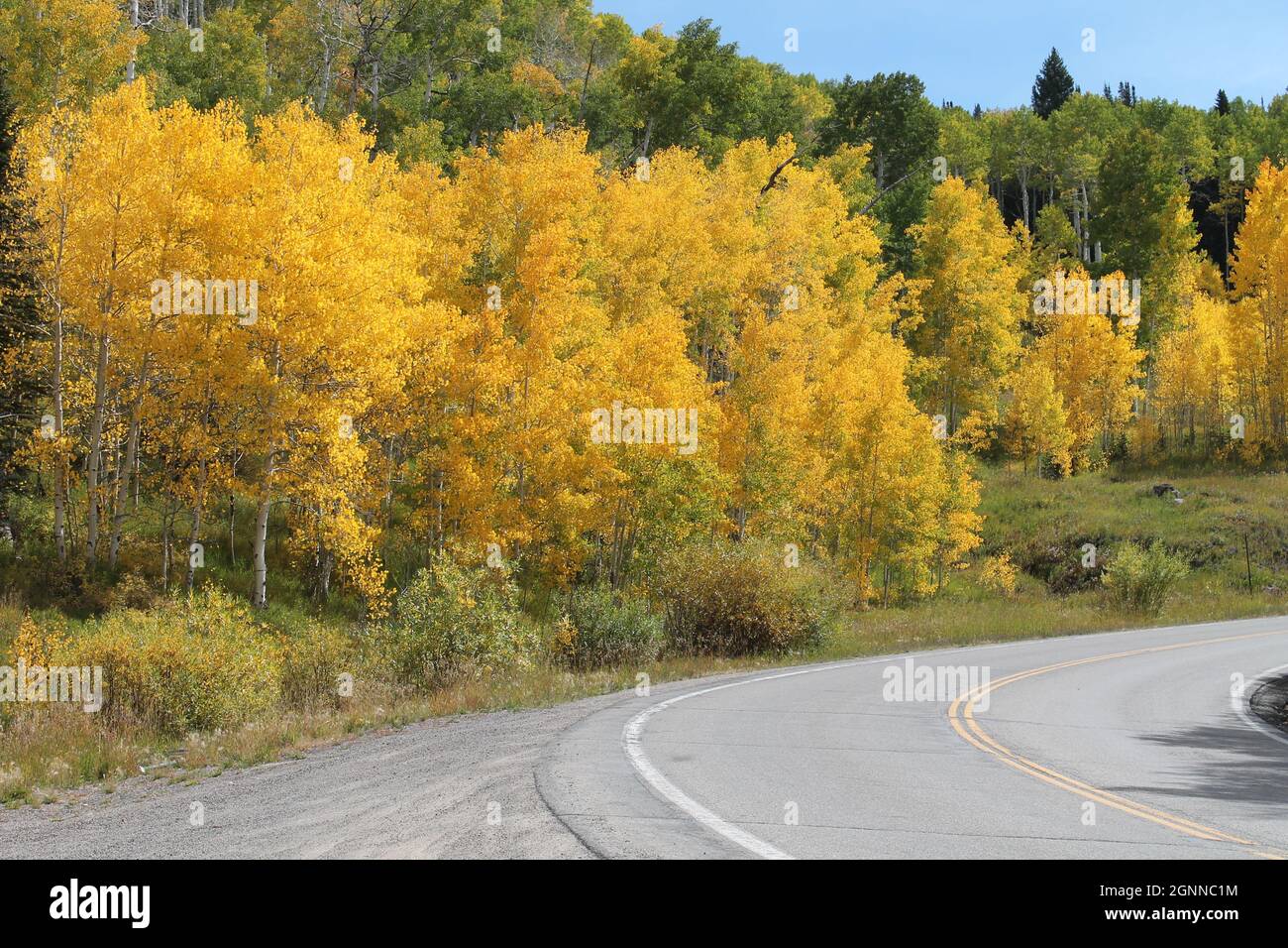 Grand Mesa National Forest Colorado. Fall forest colors on the largest ...