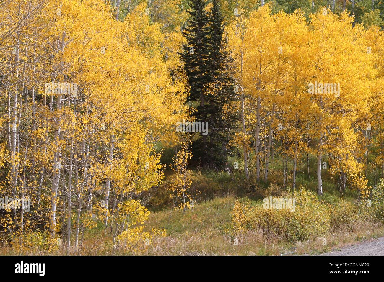 Grand Mesa National Forest Colorado. Fall forest colors on the largest ...
