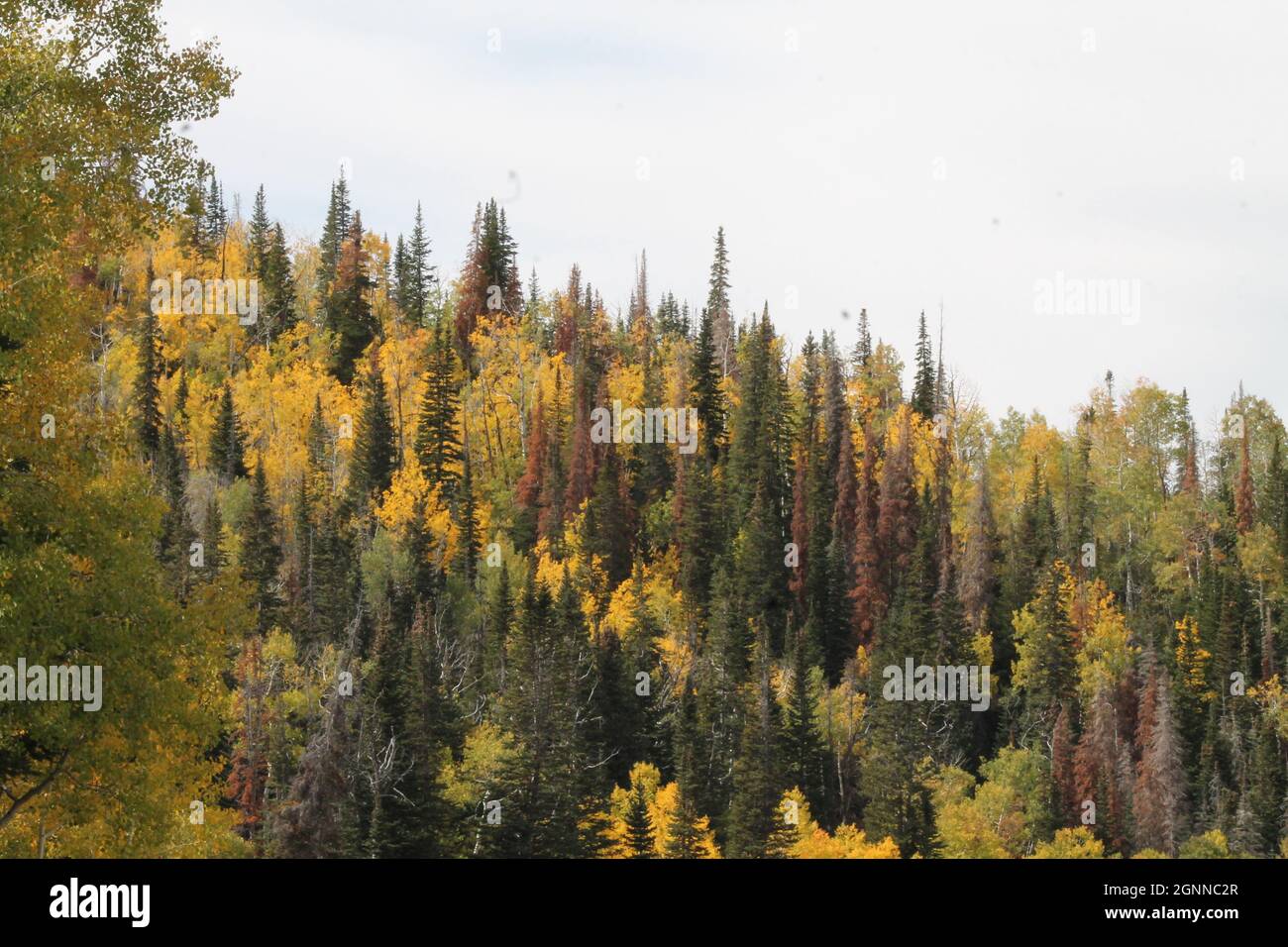 Grand Mesa National Forest Colorado. Fall forest colors on the largest ...