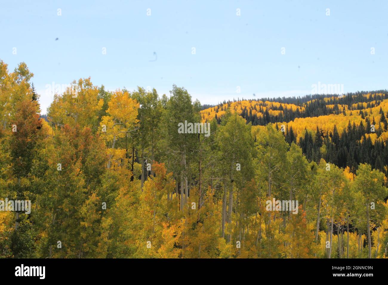 Grand Mesa National Forest Colorado. Fall forest colors on the largest ...