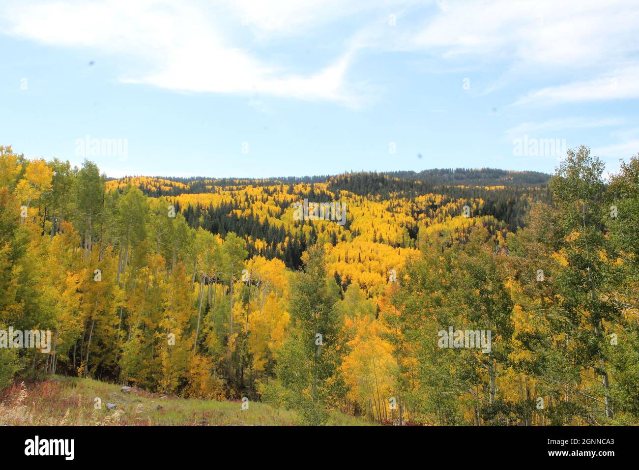 Grand Mesa National Forest Colorado. Fall forest colors on the largest ...