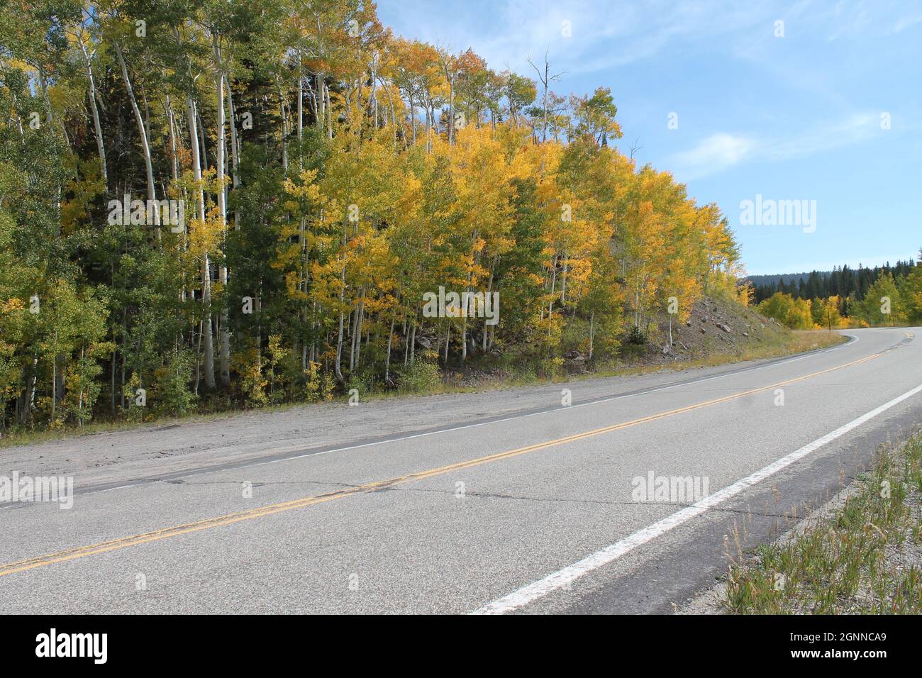 Grand Mesa National Forest Colorado. Fall forest colors on the largest ...