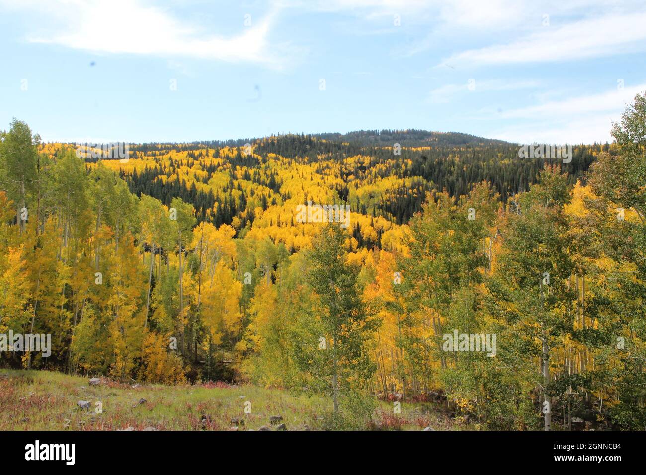 Grand Mesa National Forest Colorado. Fall forest colors on the largest ...