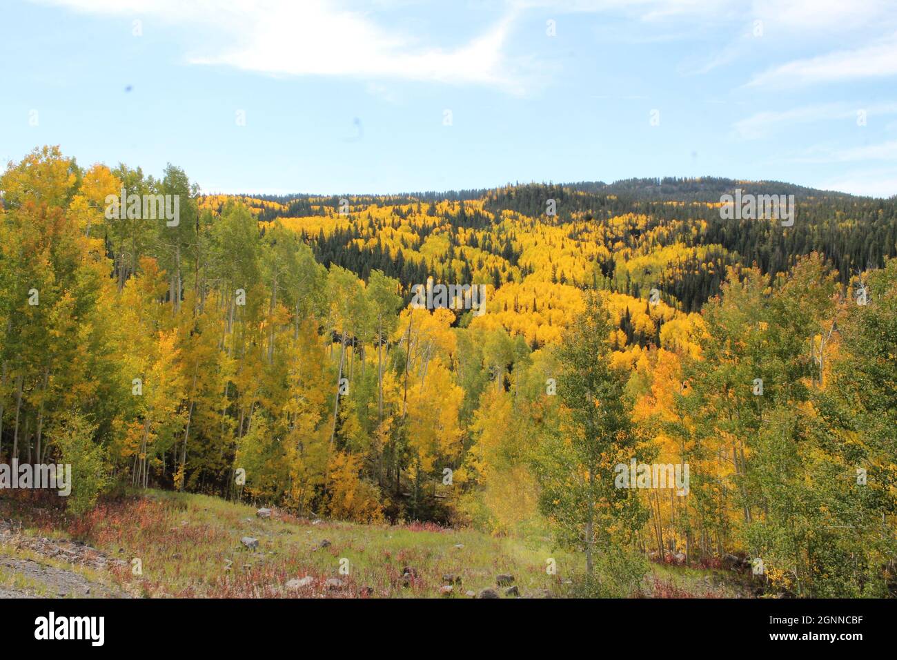 Grand Mesa National Forest Colorado. Fall forest colors on the largest ...