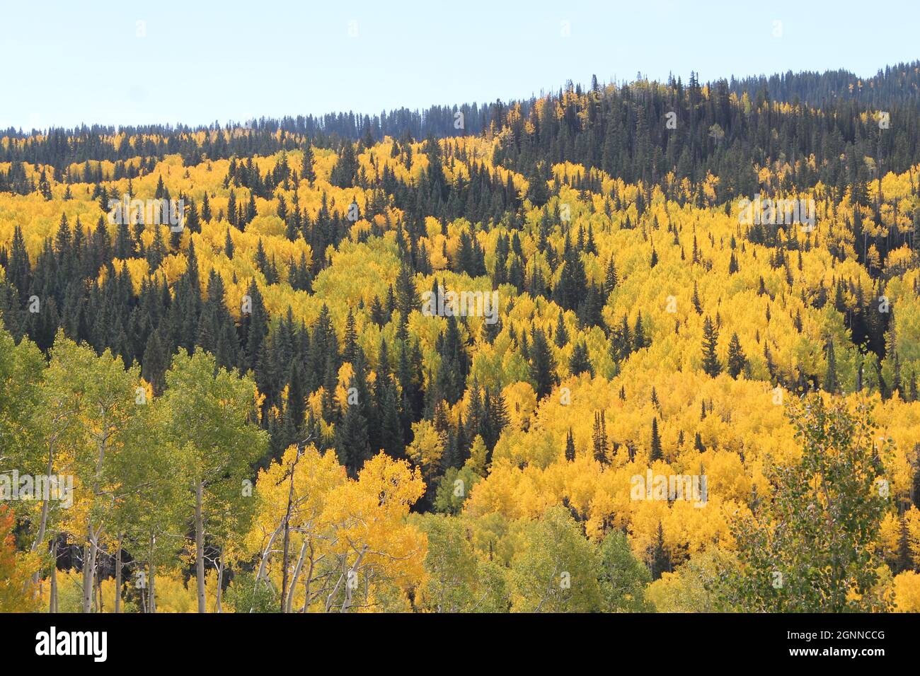 Grand Mesa National Forest Colorado. Fall forest colors on the largest ...