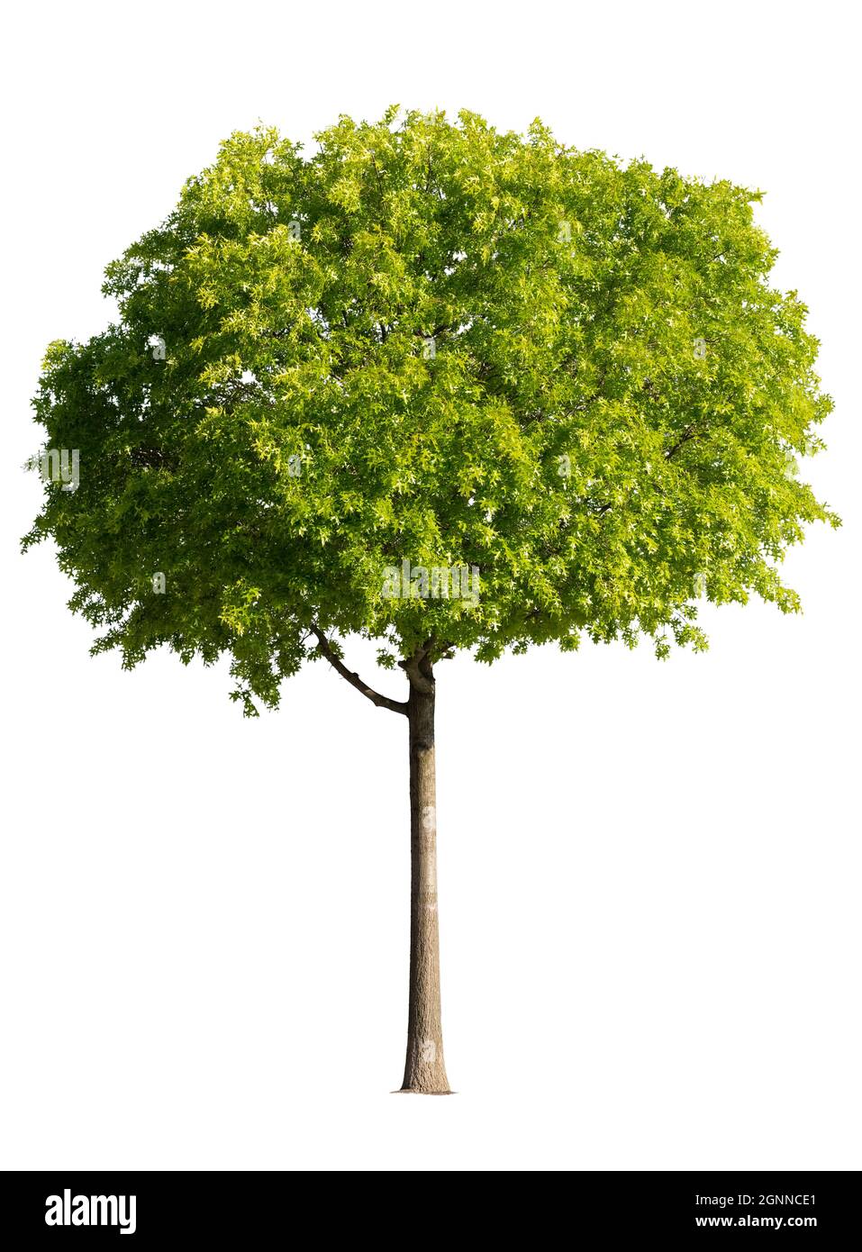 Deciduous evergreen tree Cut Out Stock Images & Pictures - Alamy