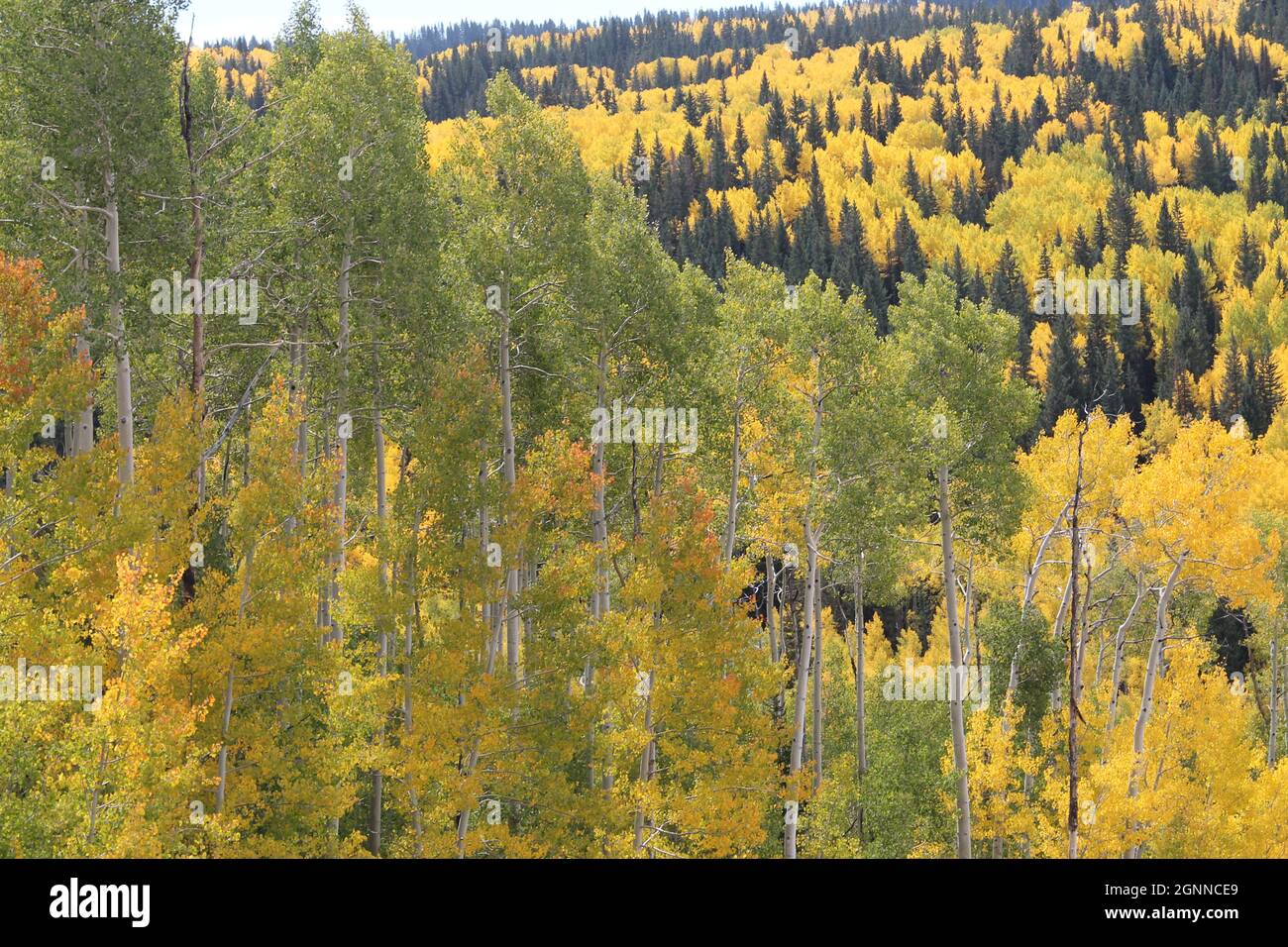 Grand Mesa National Forest Colorado. Fall forest colors on the largest ...