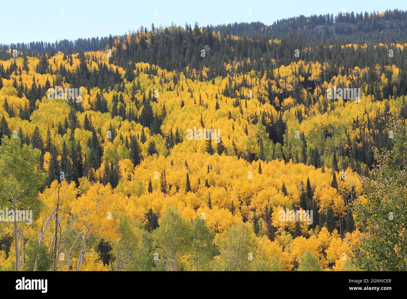 Grand Mesa National Forest Colorado. Fall forest colors on the largest ...