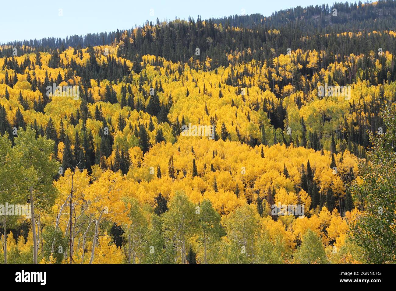 Grand Mesa National Forest Colorado. Fall forest colors on the largest ...