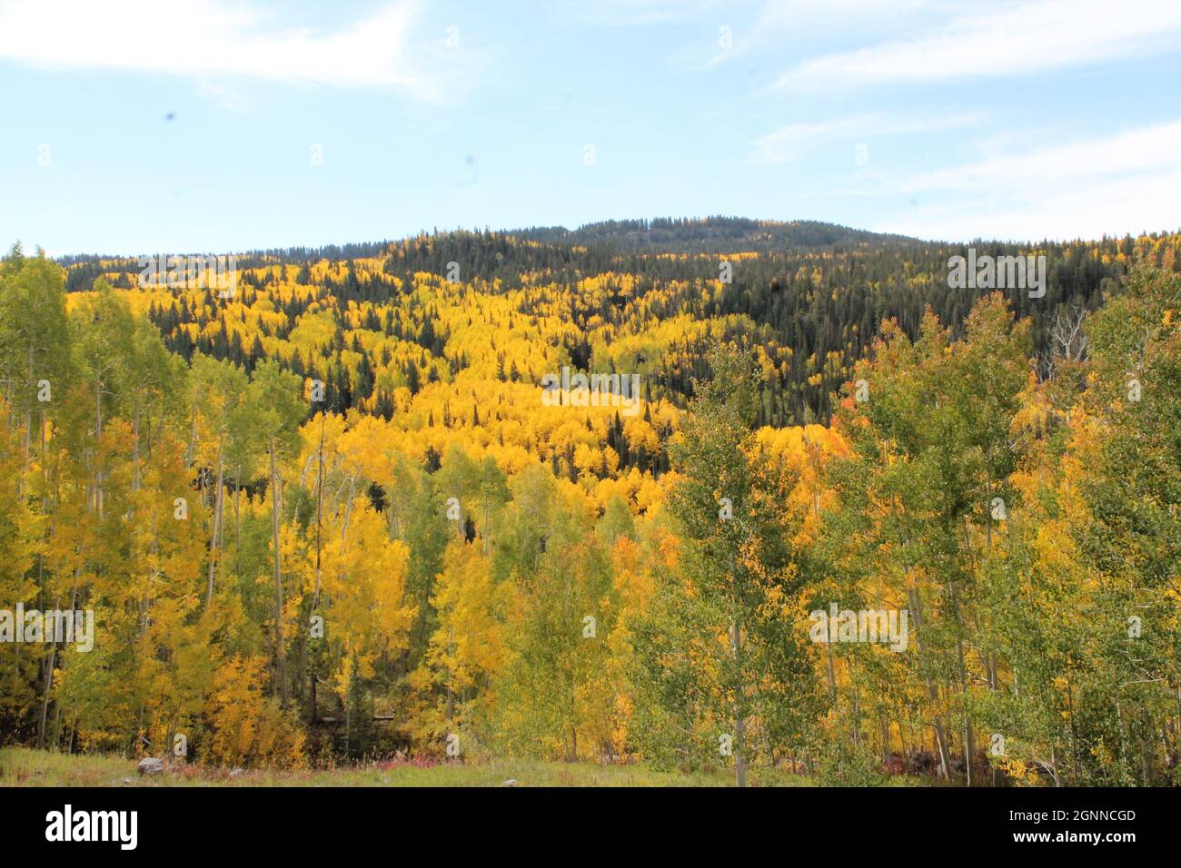 Grand Mesa National Forest Colorado. Fall forest colors on the largest ...