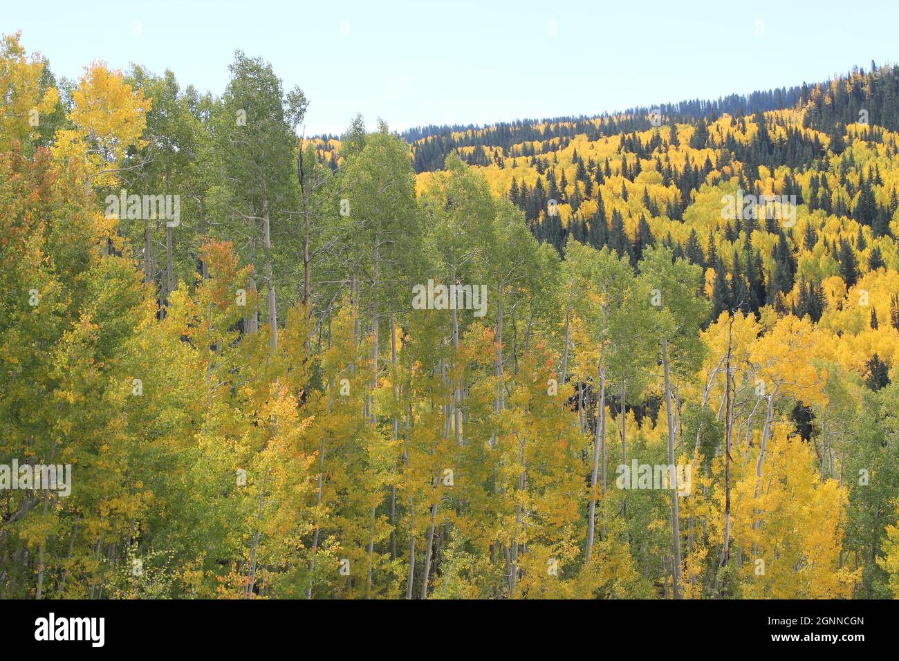 Grand Mesa National Forest Colorado. Fall forest colors on the largest ...