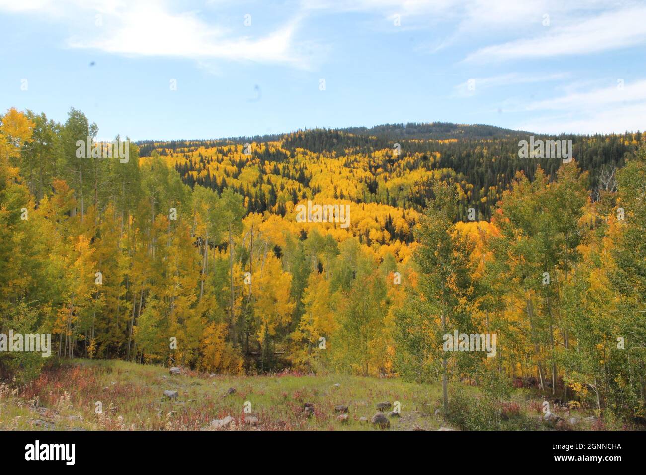 Grand Mesa National Forest Colorado. Fall forest colors on the largest ...