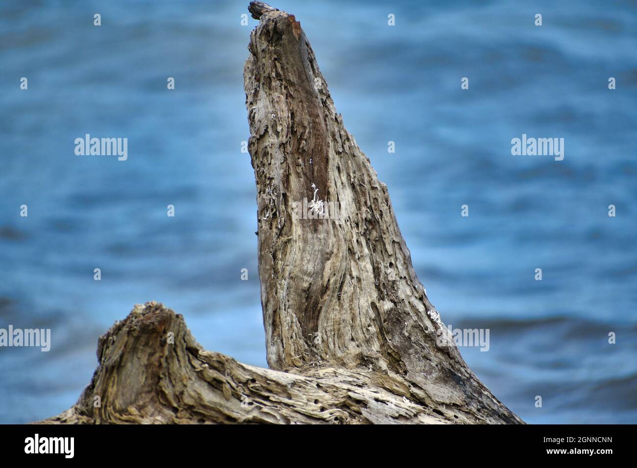 Australian log hi-res stock photography and images - Alamy