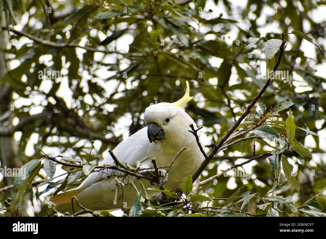 Sulphur crested parakeet hi-res stock photography and images - Alamy