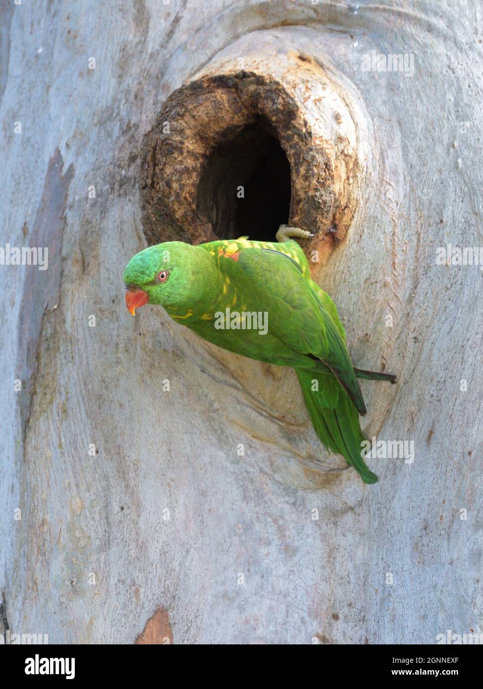 Hollow bearing tree hi-res stock photography and images - Alamy