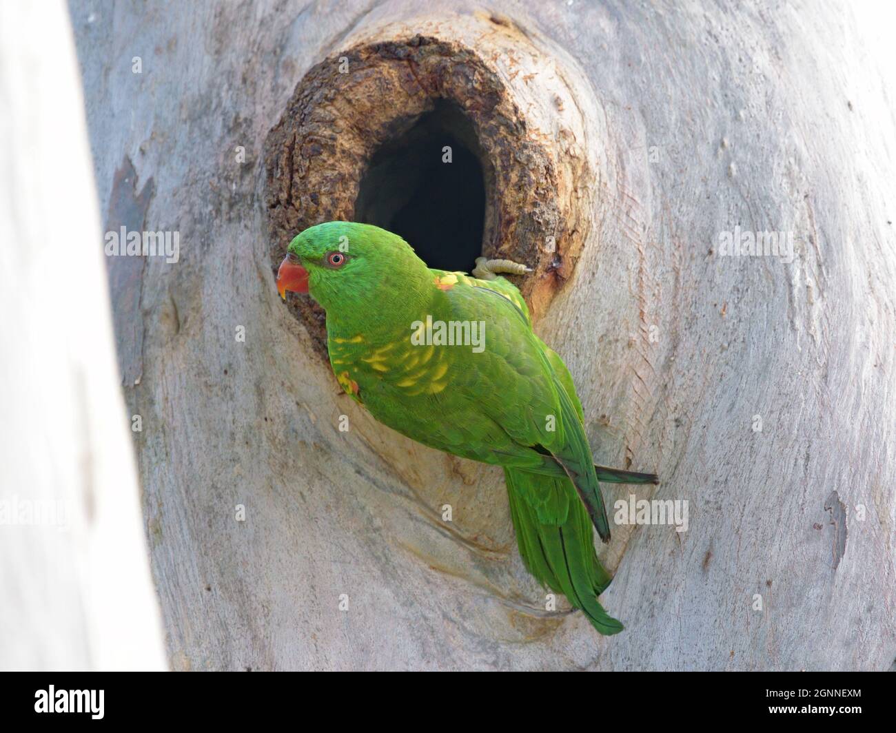 Hollow bearing tree hi-res stock photography and images - Alamy