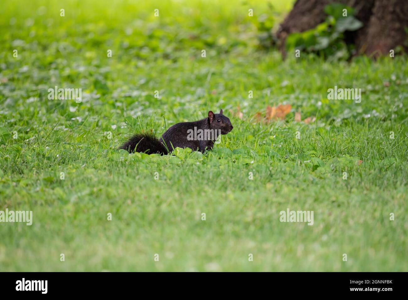 German squirrel hi-res stock photography and images - Alamy
