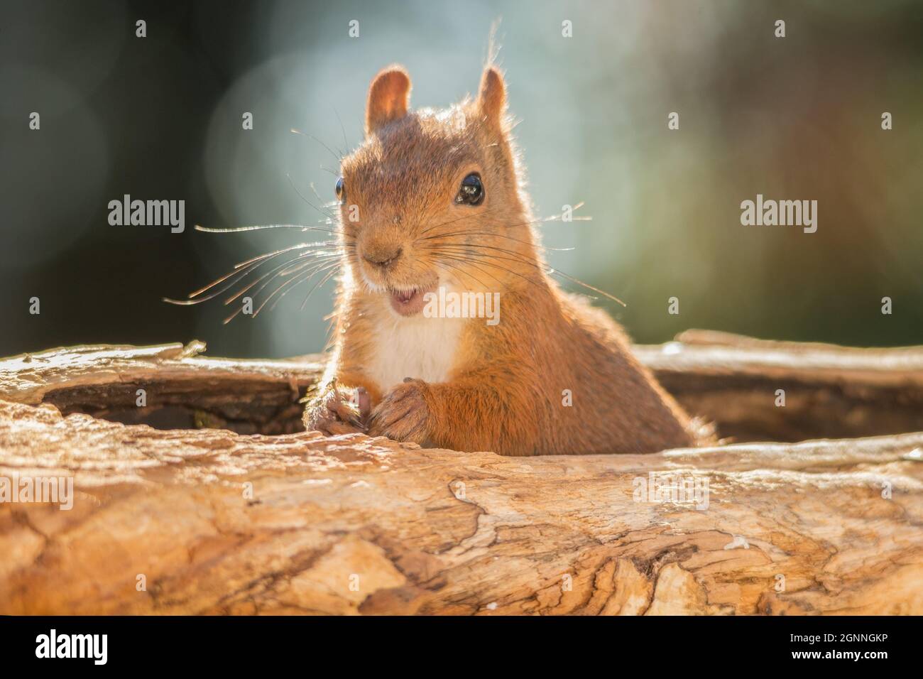 Red squirrel hole tree hi-res stock photography and images - Alamy