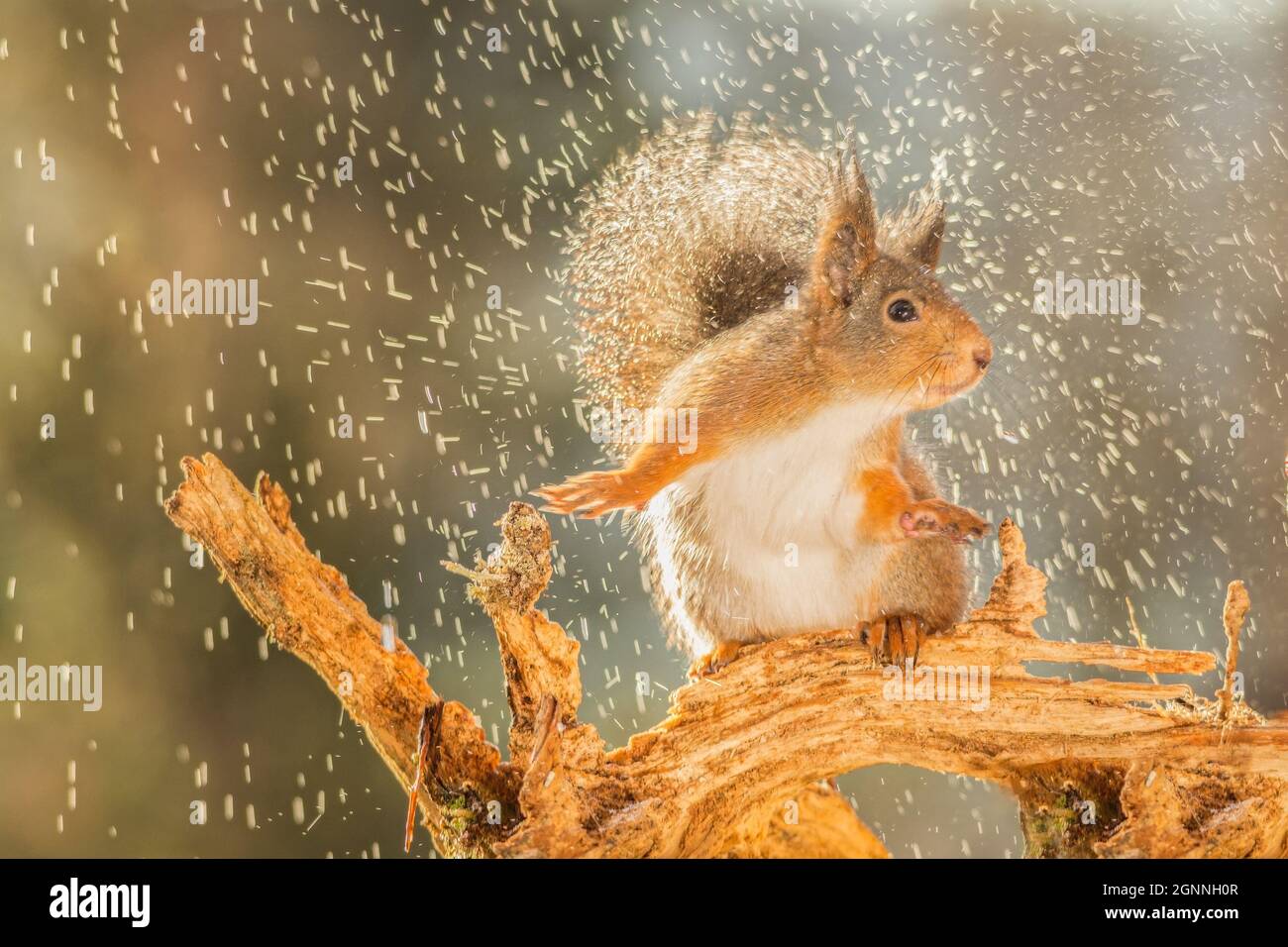 Squirrel stand in the rain High Resolution Stock Photography and Images ...