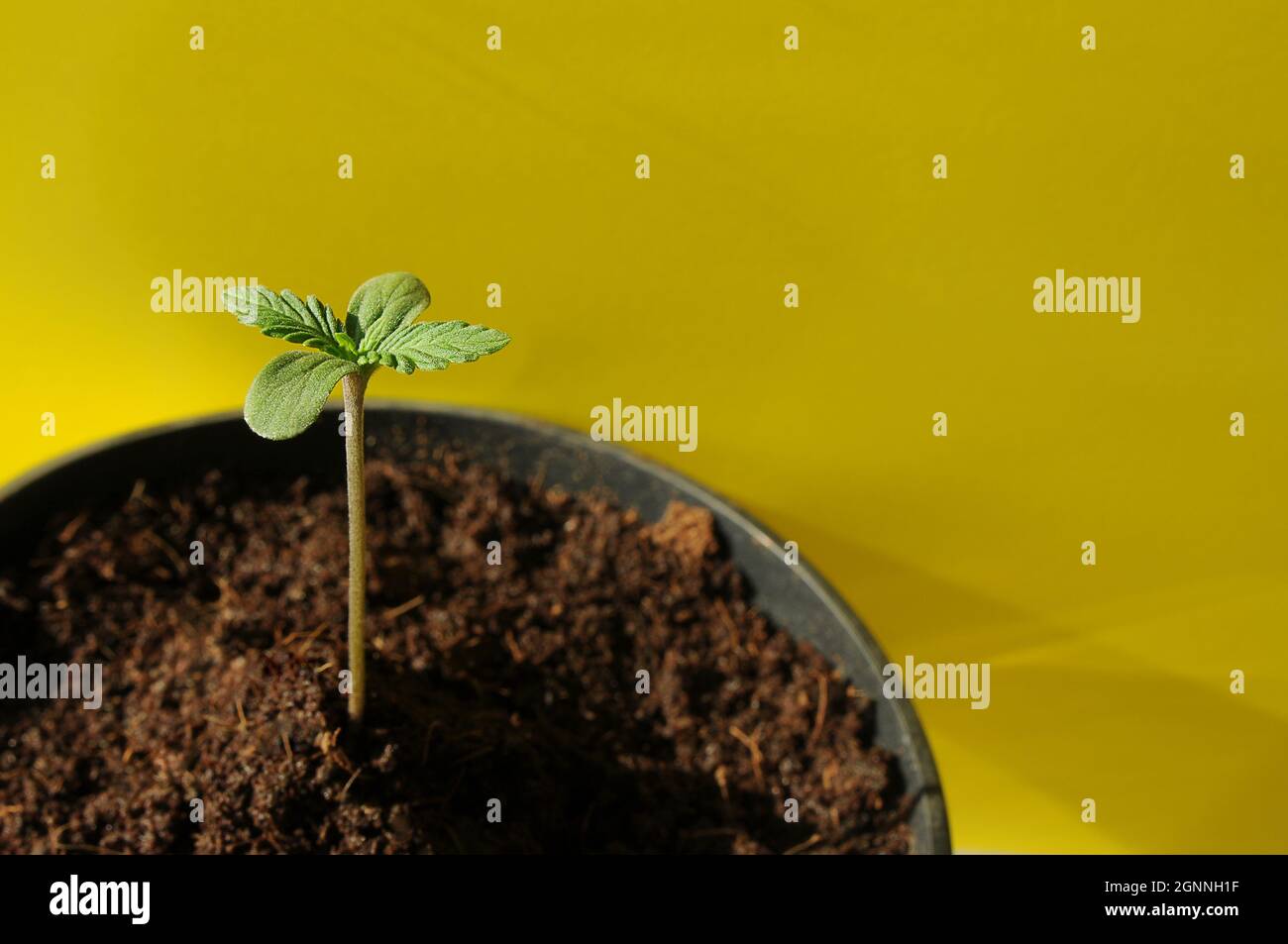 Cannabis sprout close-up in a pot with soil background. Fresh young ...
