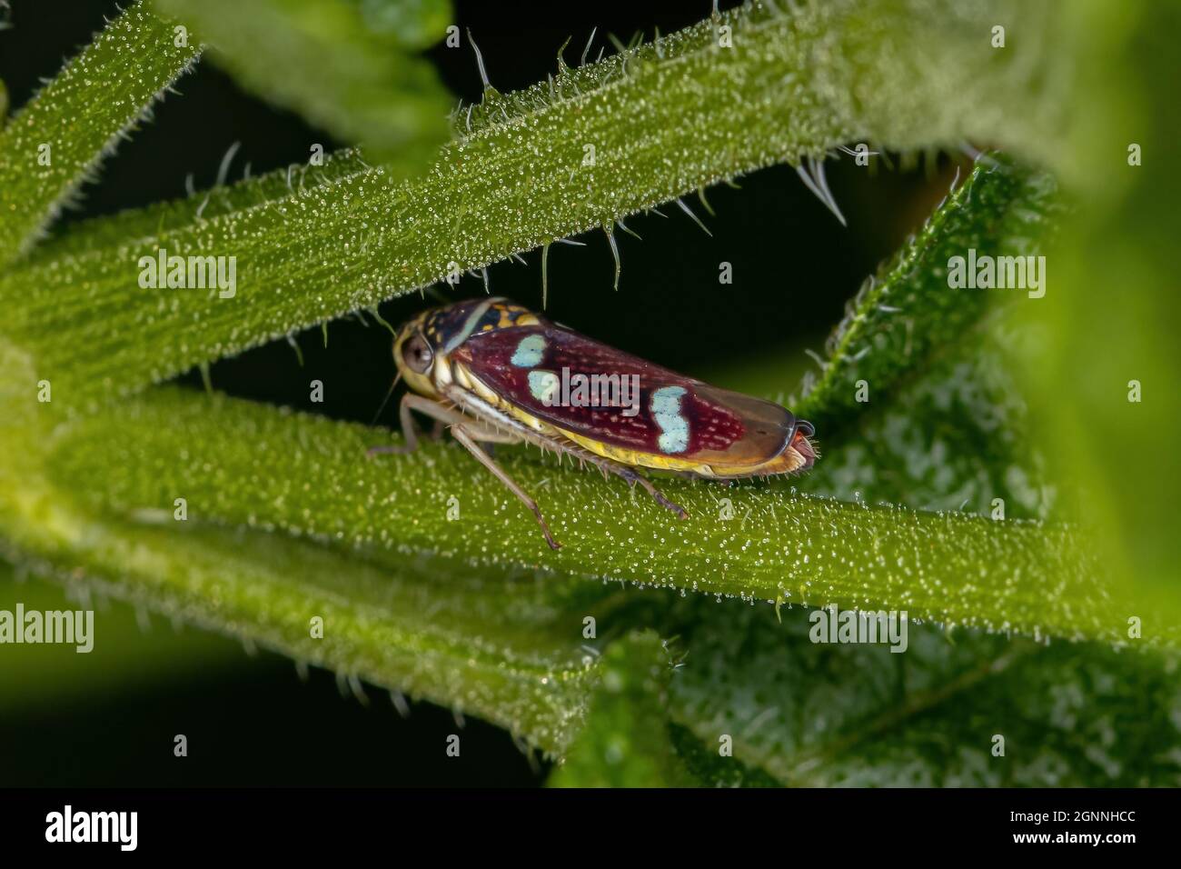 Adult Typical Leafhopper of the Genus Macugonalia Stock Photo - Alamy