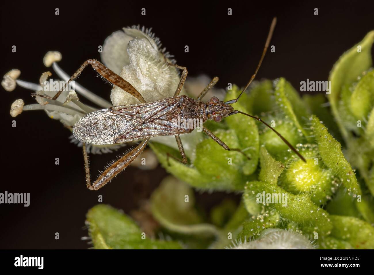 Suborder heteroptera hi-res stock photography and images - Alamy
