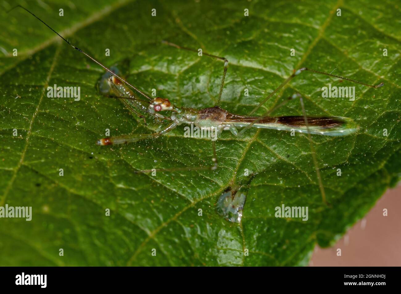 Adult Assassin Bug of the Genus Bactrodes Stock Photo - Alamy
