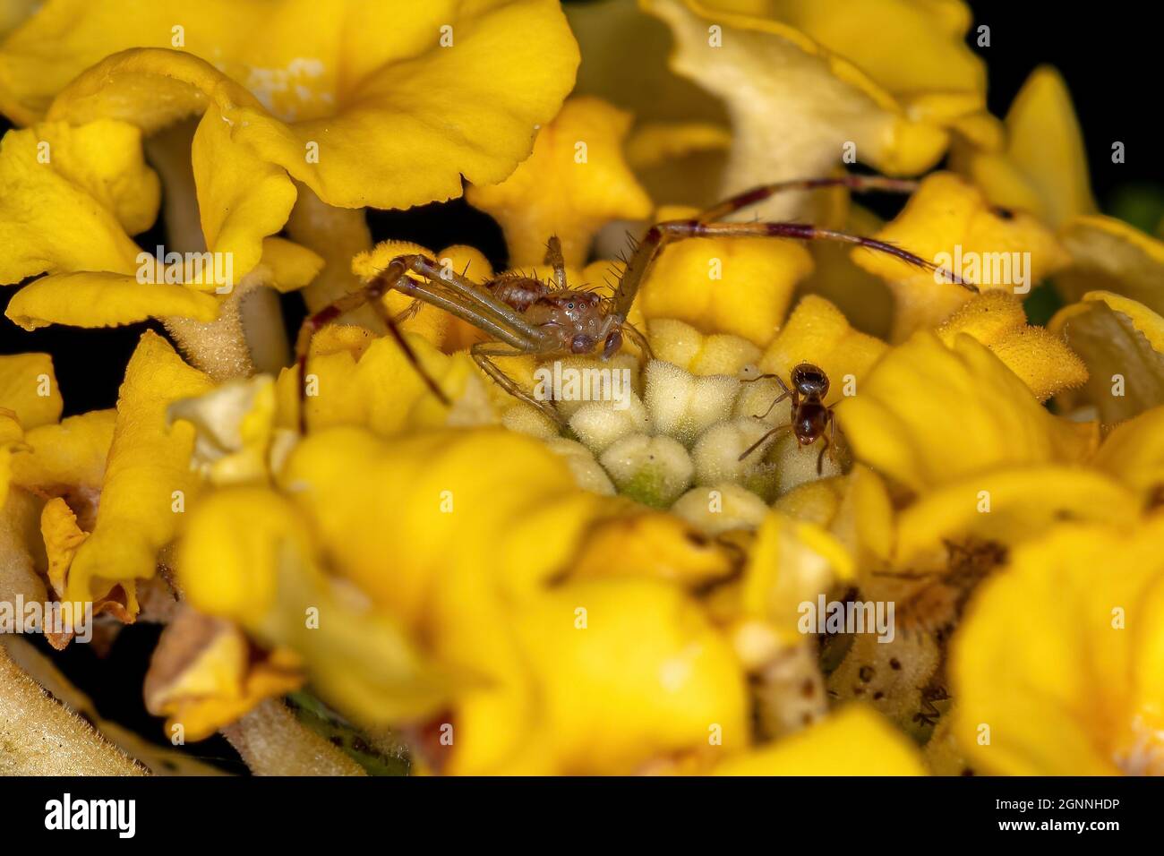 Adult Male Crab Spider of the Family Thomisidae on a Yellow Lantana ...