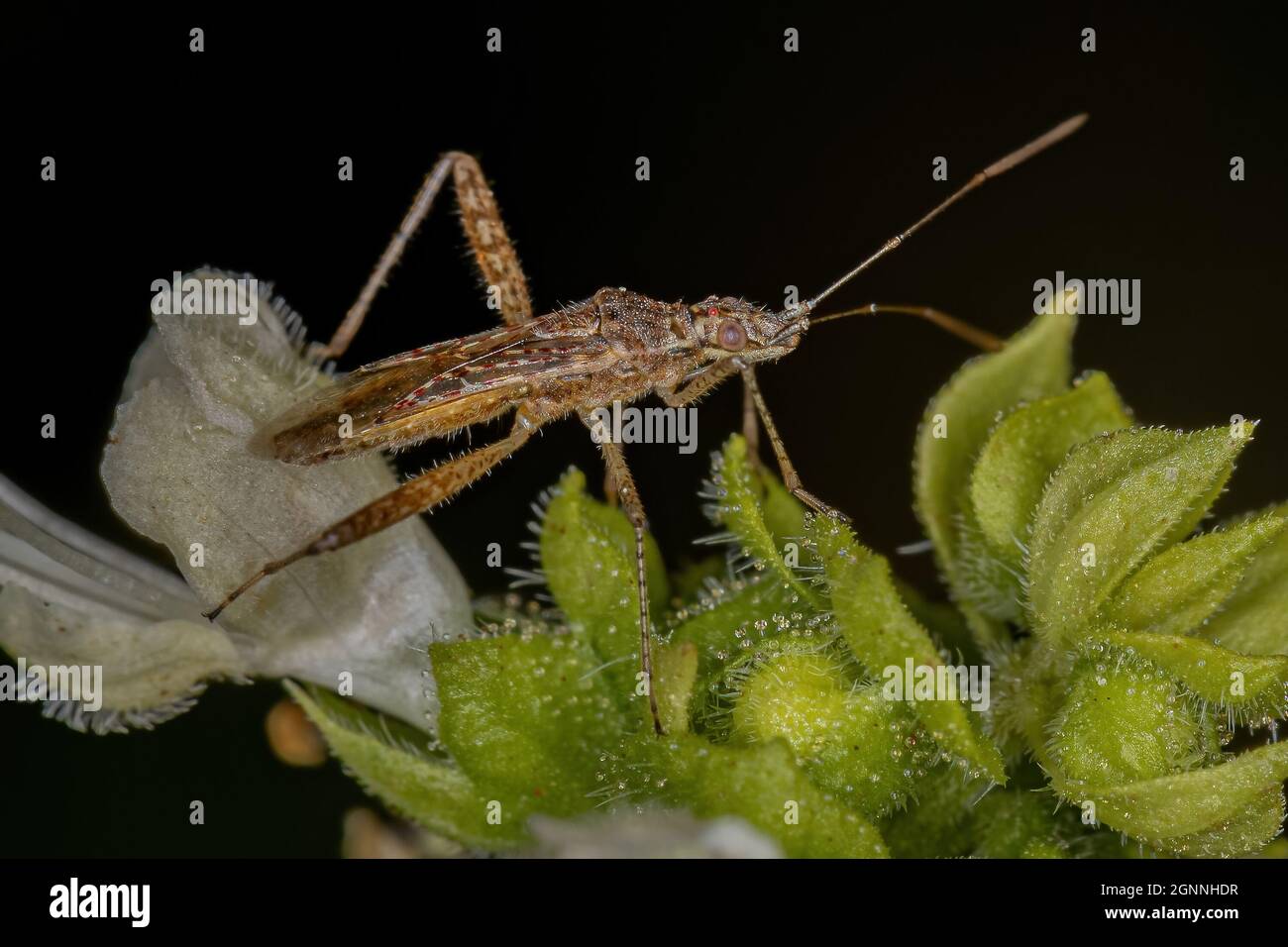 Suborder heteroptera hi-res stock photography and images - Alamy
