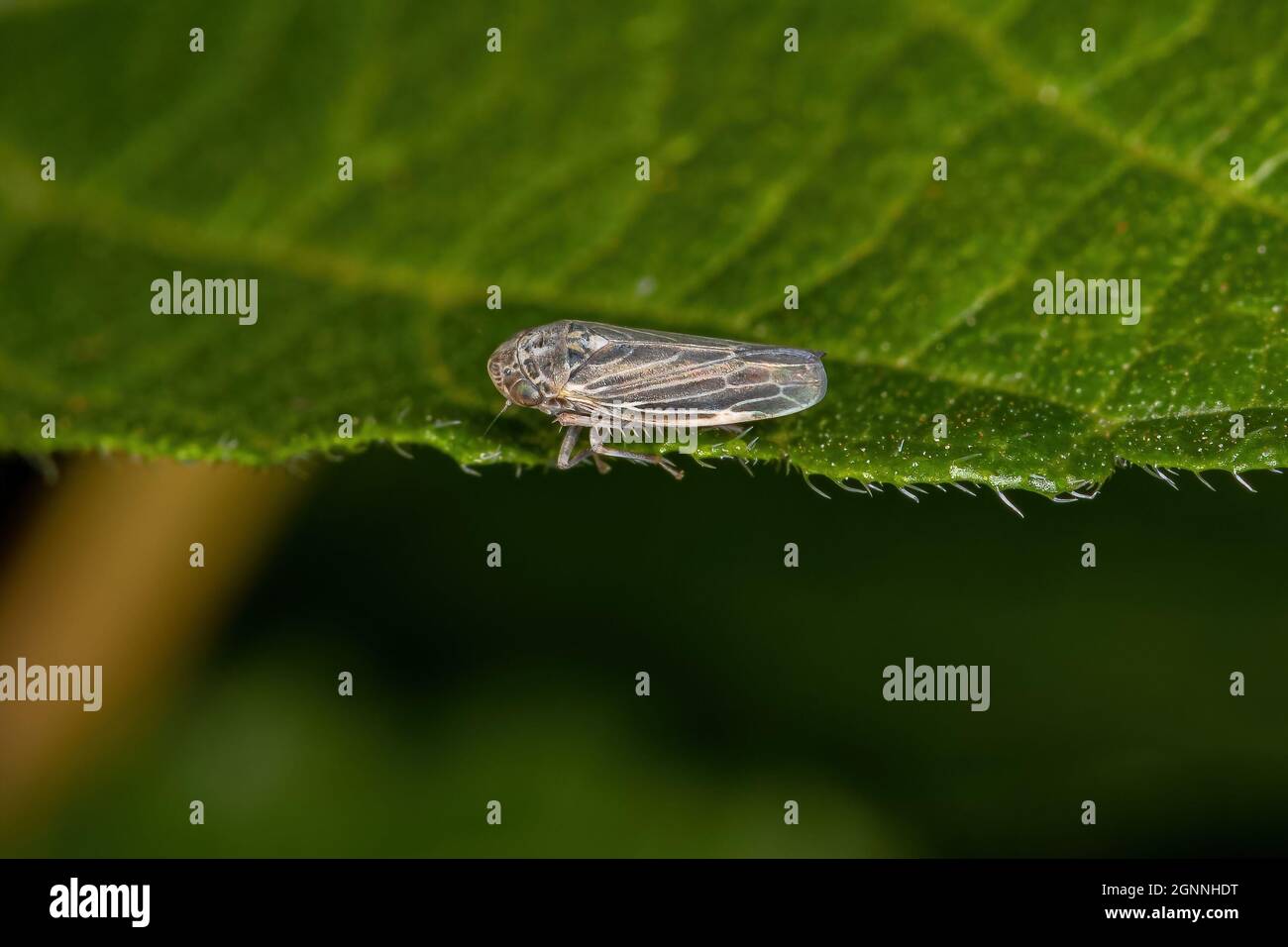 Adult Sharpshooter Insect of the Family Cicadellidae Stock Photo - Alamy