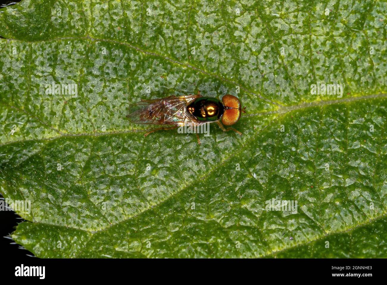 Black soldier flies hi-res stock photography and images - Alamy