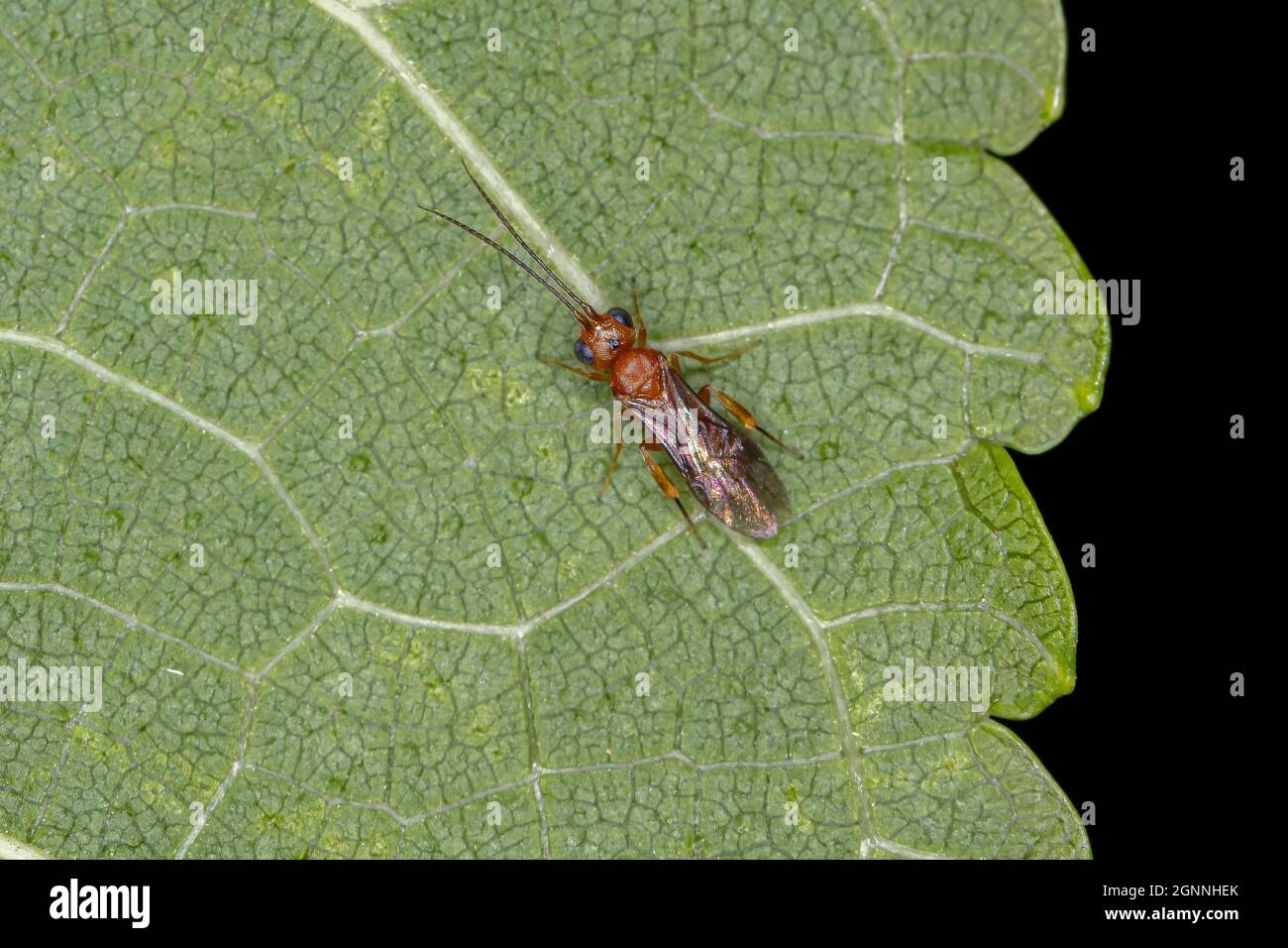 Adult Braconid Wasp of the Family Braconidae Stock Photo - Alamy