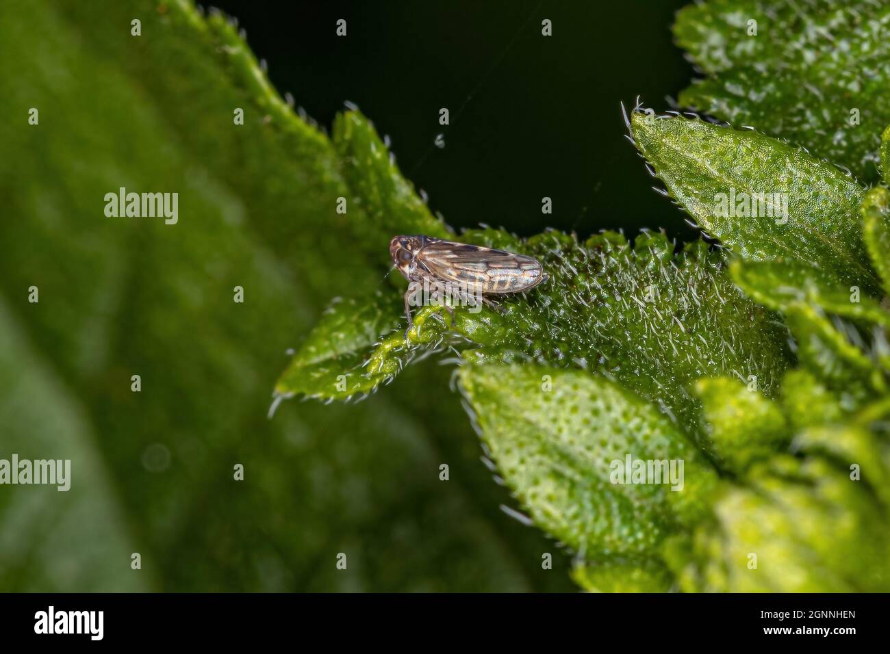 Adult Sharpshooter Insect of the Family Cicadellidae Stock Photo - Alamy