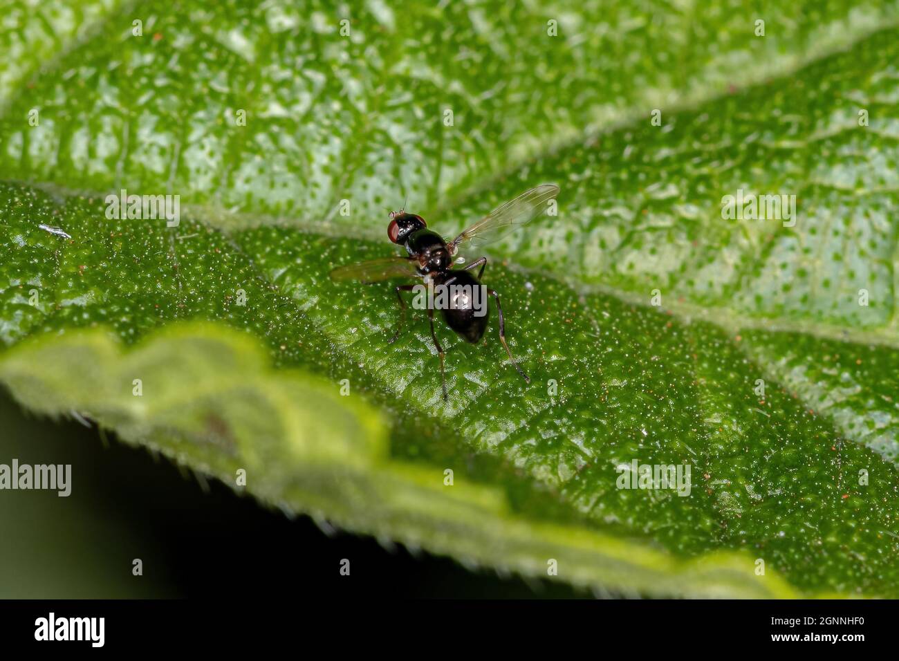 Adult Black Scavenger Fly of the Family Sepsidae Stock Photo - Alamy