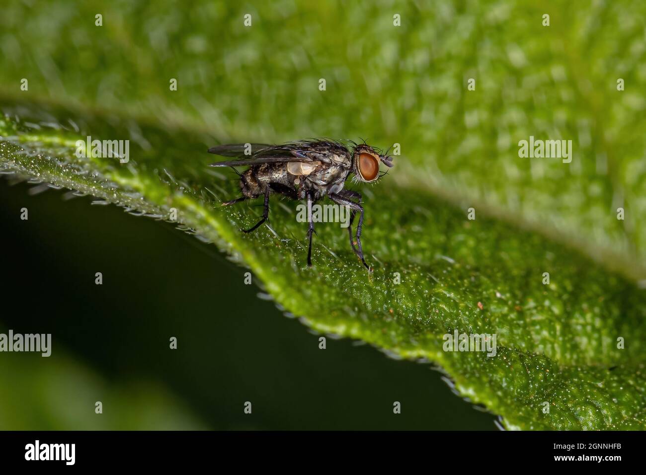 Adult Flesh Fly of the Family Sarcophagidae Stock Photo - Alamy