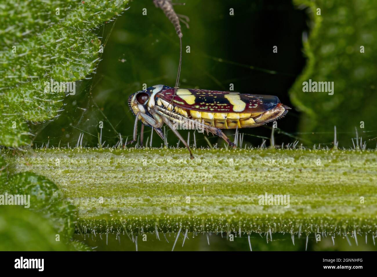 Adult Typical Leafhopper of the Genus Macugonalia Stock Photo - Alamy