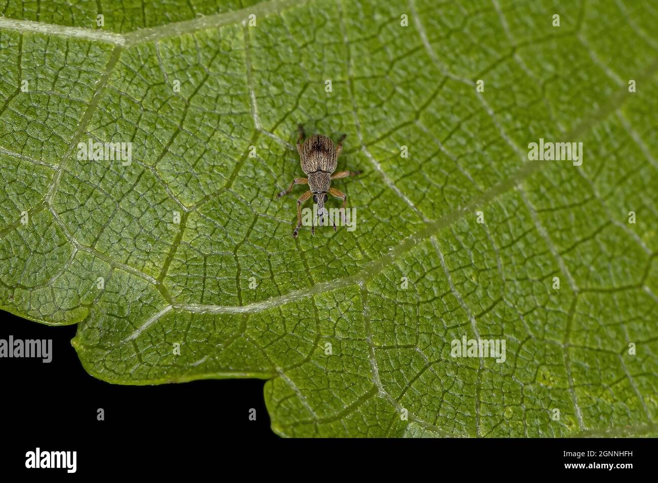 Apioninae hi-res stock photography and images - Alamy