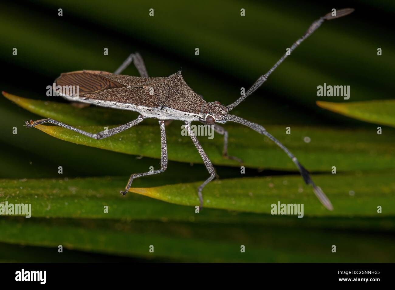 Leaf footed bug coreidae family hi-res stock photography and images - Alamy
