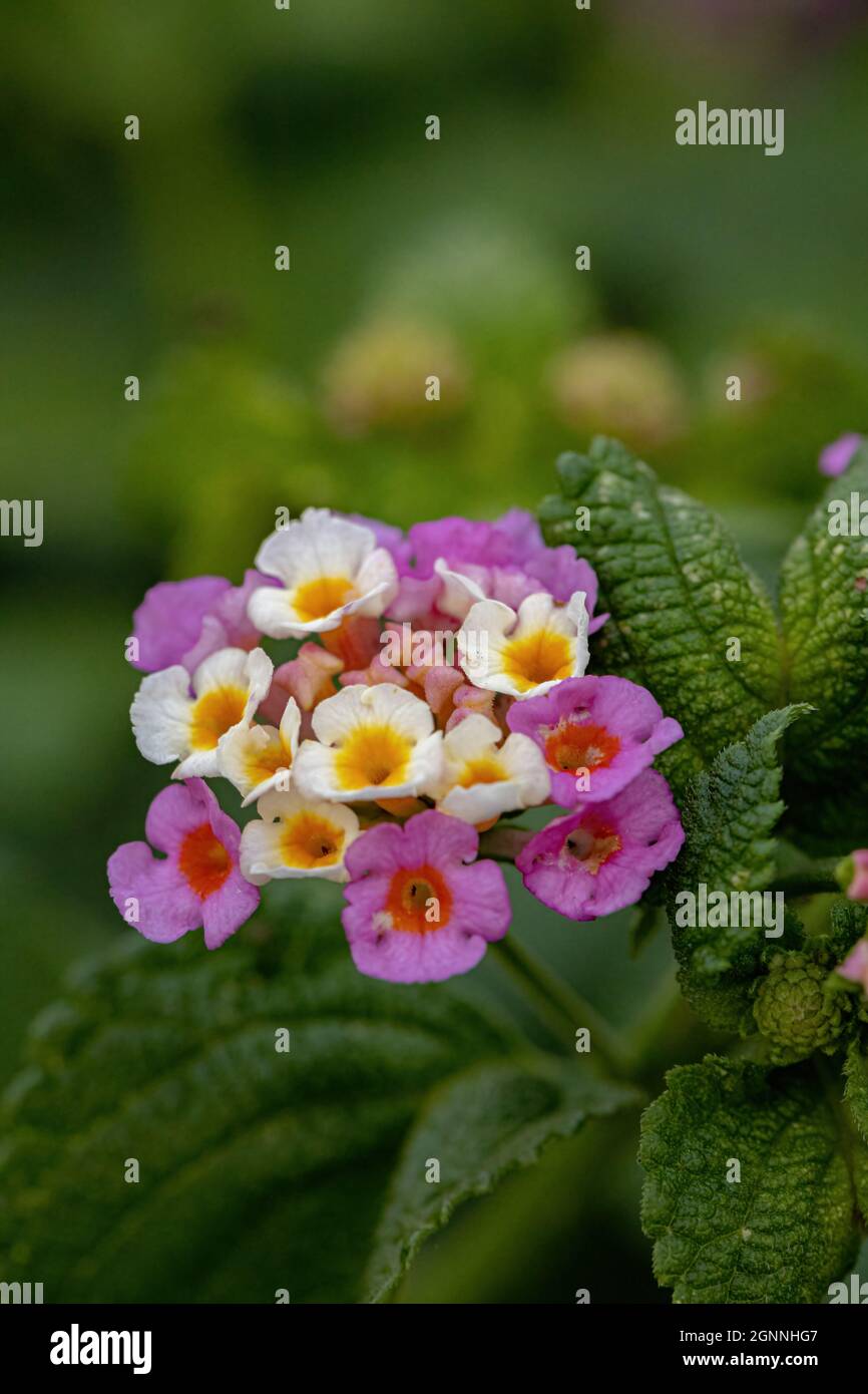 Flower of Common Lantana of the species Lantana camara with selective ...